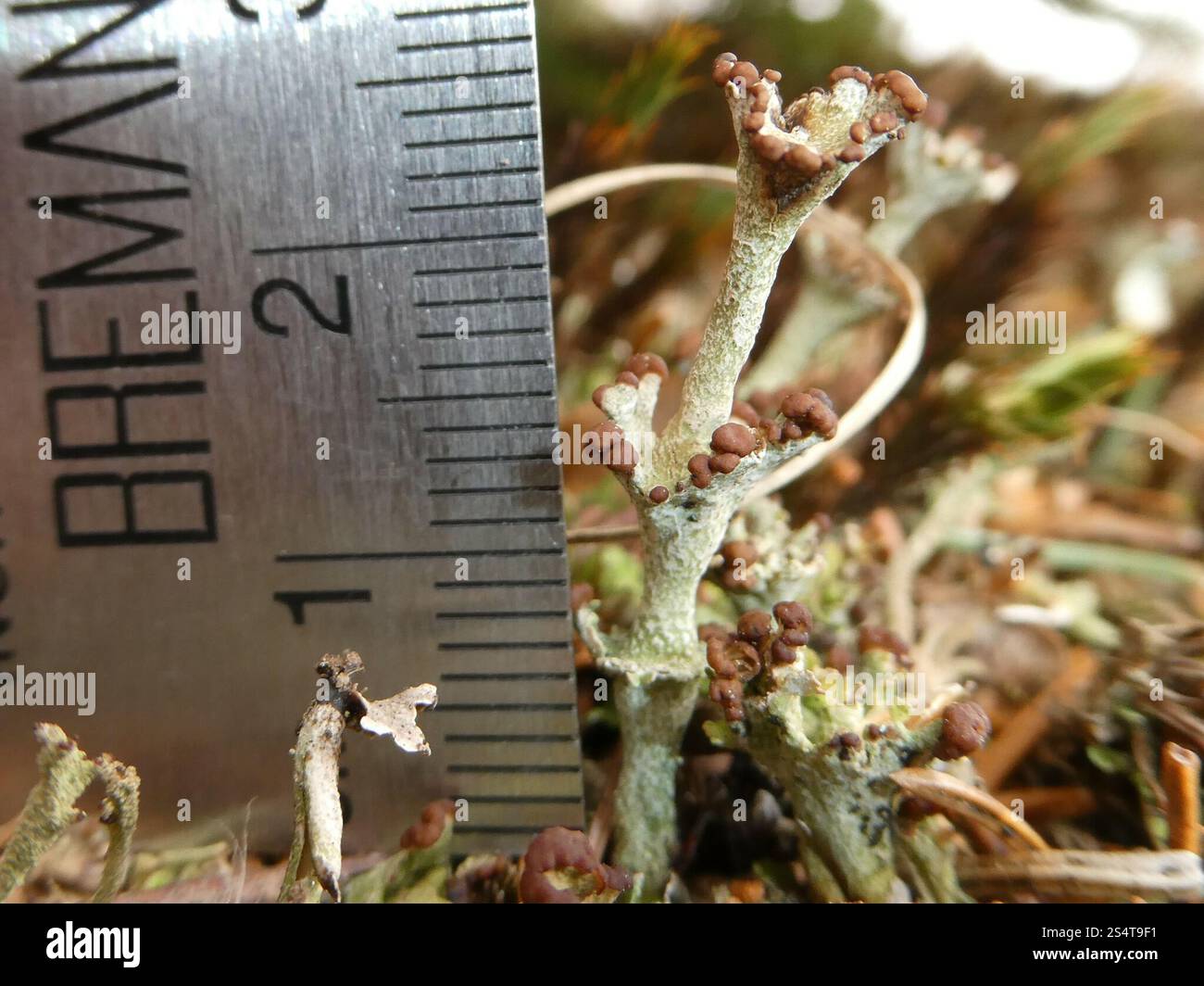 Ladder Lichen (Cladonia verticillata Stock Photo - Alamy