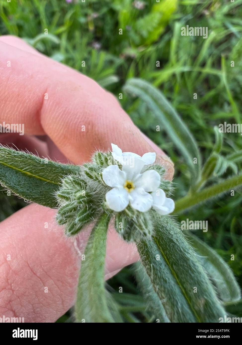 Clearwater cryptantha (Cryptantha intermedia Stock Photo - Alamy