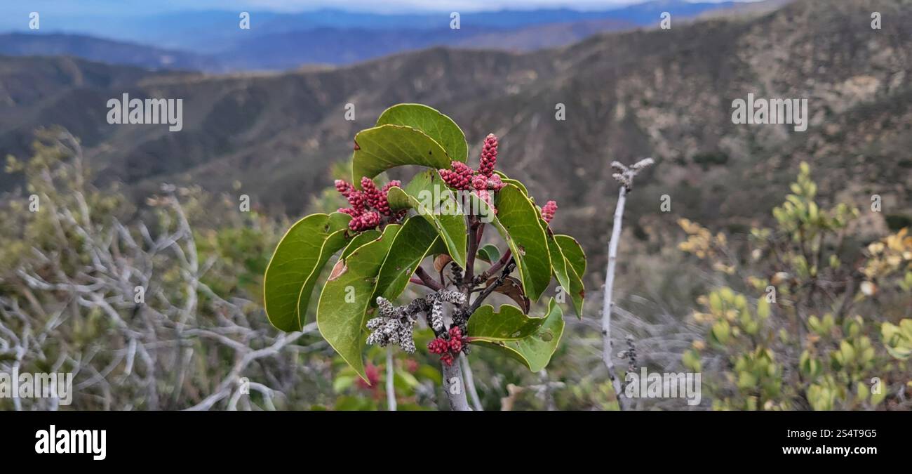 sugar bush (Rhus ovata Stock Photo - Alamy