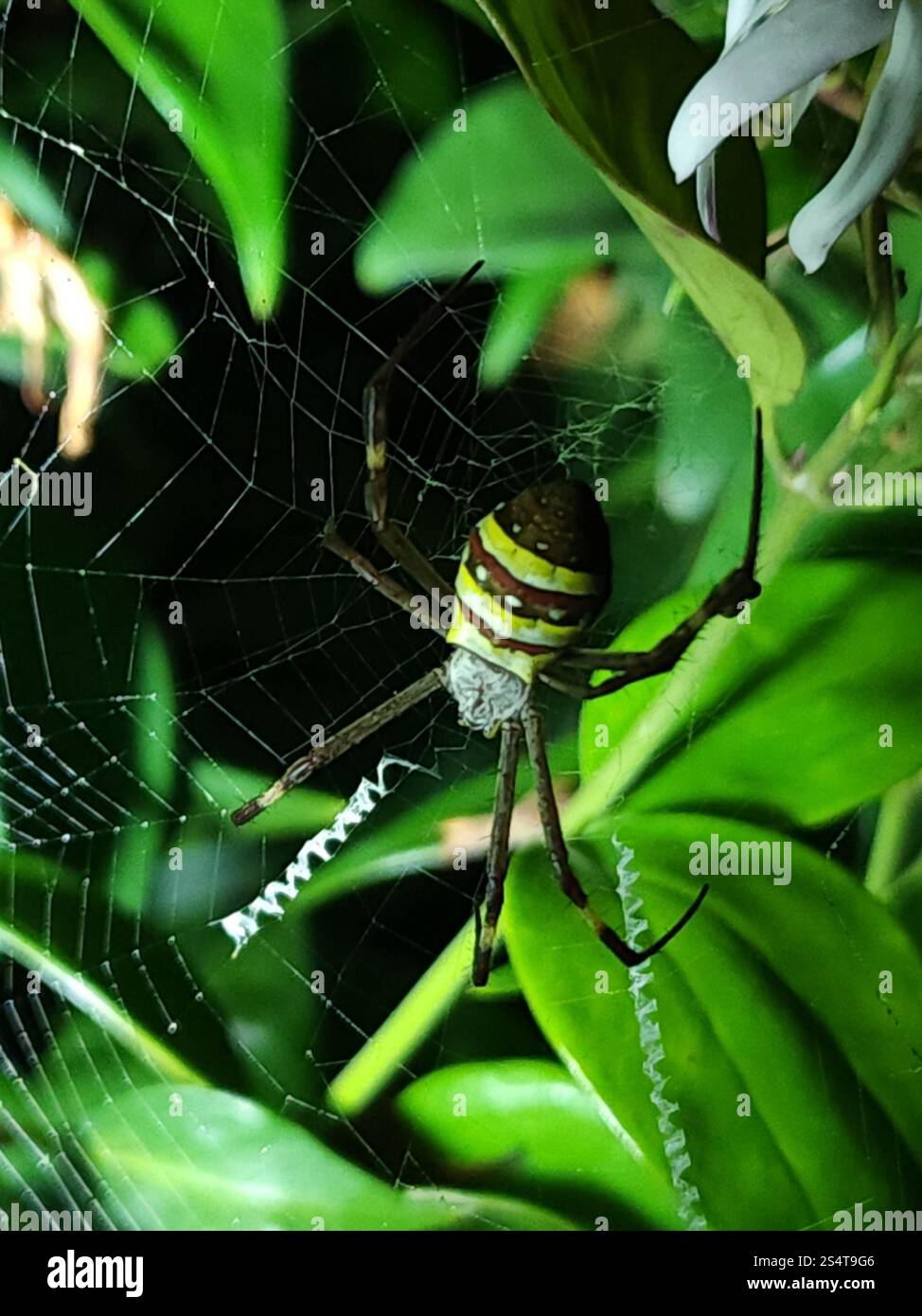 Saint Andrew's Cross Spider (Argiope keyserlingi Stock Photo - Alamy
