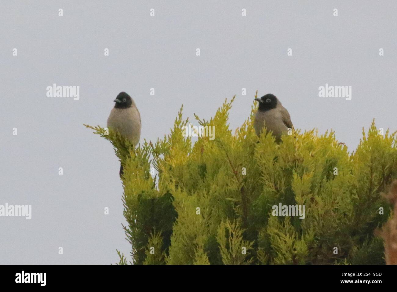 White-spectacled Bulbul (Pycnonotus xanthopygos Stock Photo - Alamy