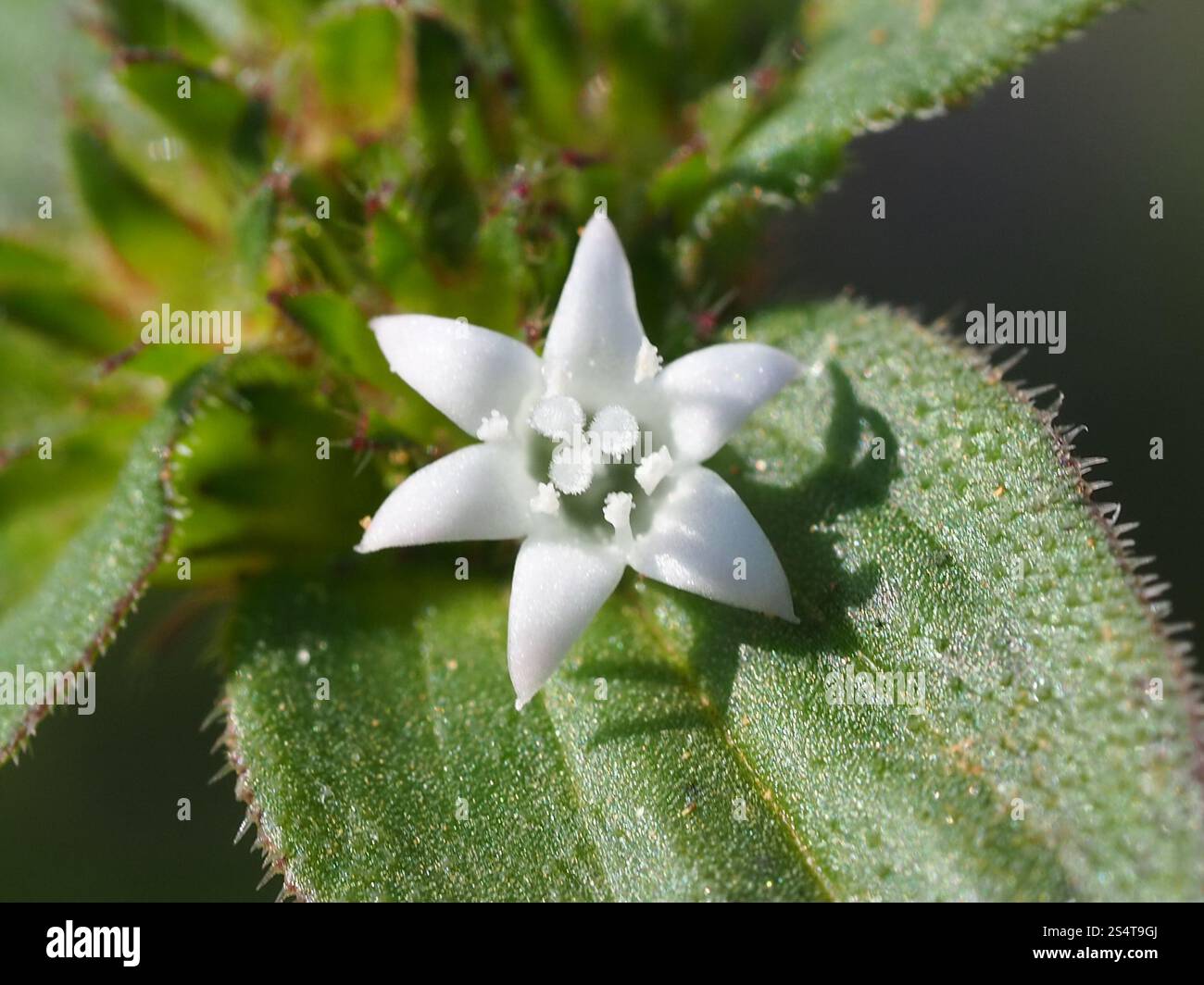 Tropical Mexican Clover (Richardia brasiliensis Stock Photo - Alamy