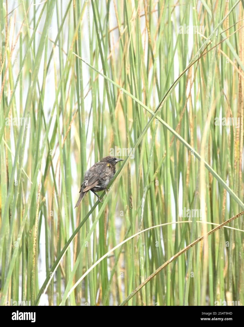 Yellow-winged Blackbird (Agelasticus thilius Stock Photo - Alamy