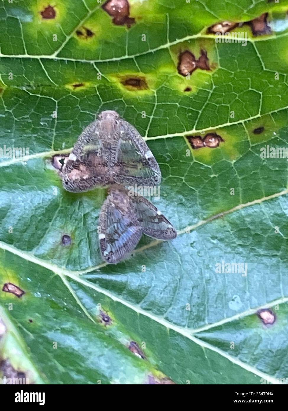 Passionvine hopper (Scolypopa australis Stock Photo - Alamy
