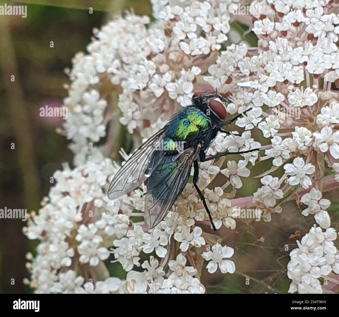 Greenbottle Flies (Lucilia Stock Photo - Alamy