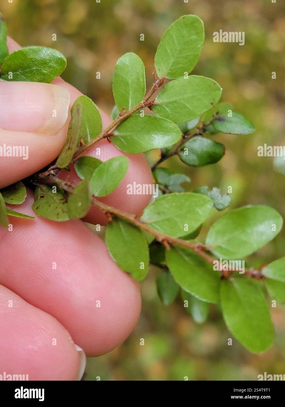 Mountain beech (Nothofagus cliffortioides Stock Photo - Alamy