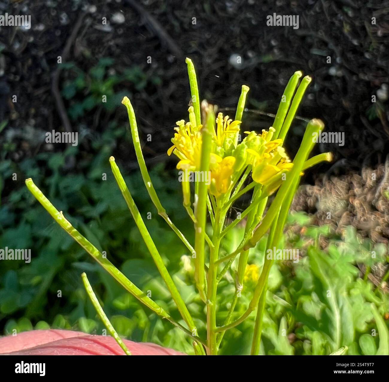 London rocket (Sisymbrium irio Stock Photo - Alamy