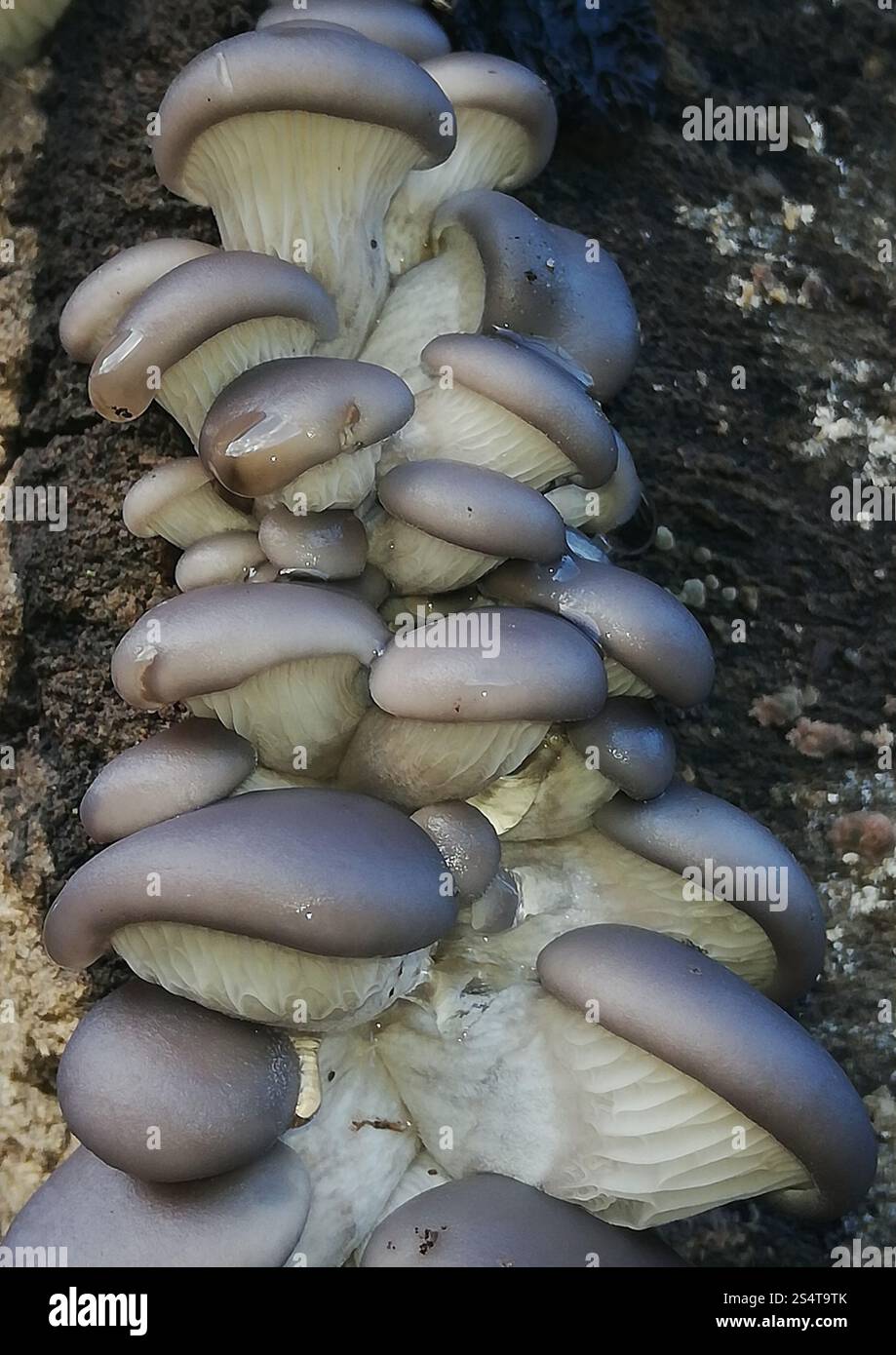 Oyster Mushroom (Pleurotus ostreatus Stock Photo - Alamy