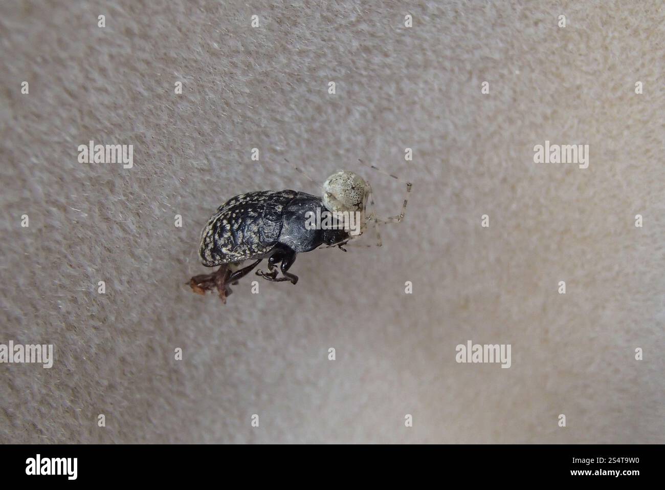 White porch spider (Cryptachaea gigantipes Stock Photo - Alamy