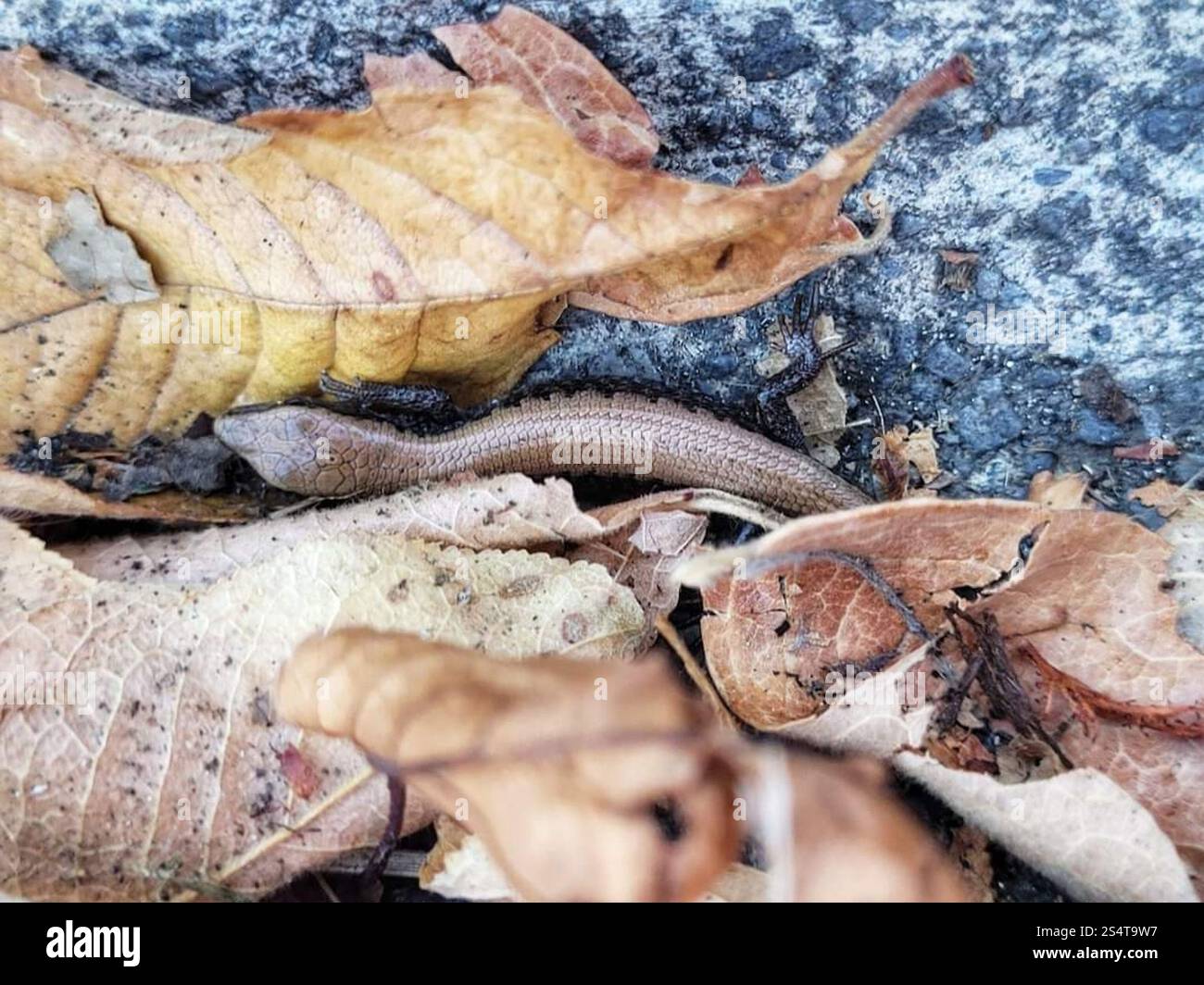Northern Alligator Lizard (Elgaria coerulea Stock Photo - Alamy