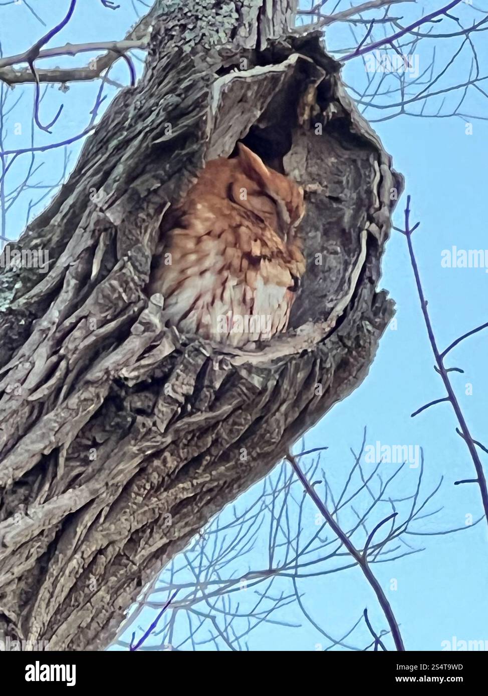 Eastern Screech-Owl (Megascops asio Stock Photo - Alamy