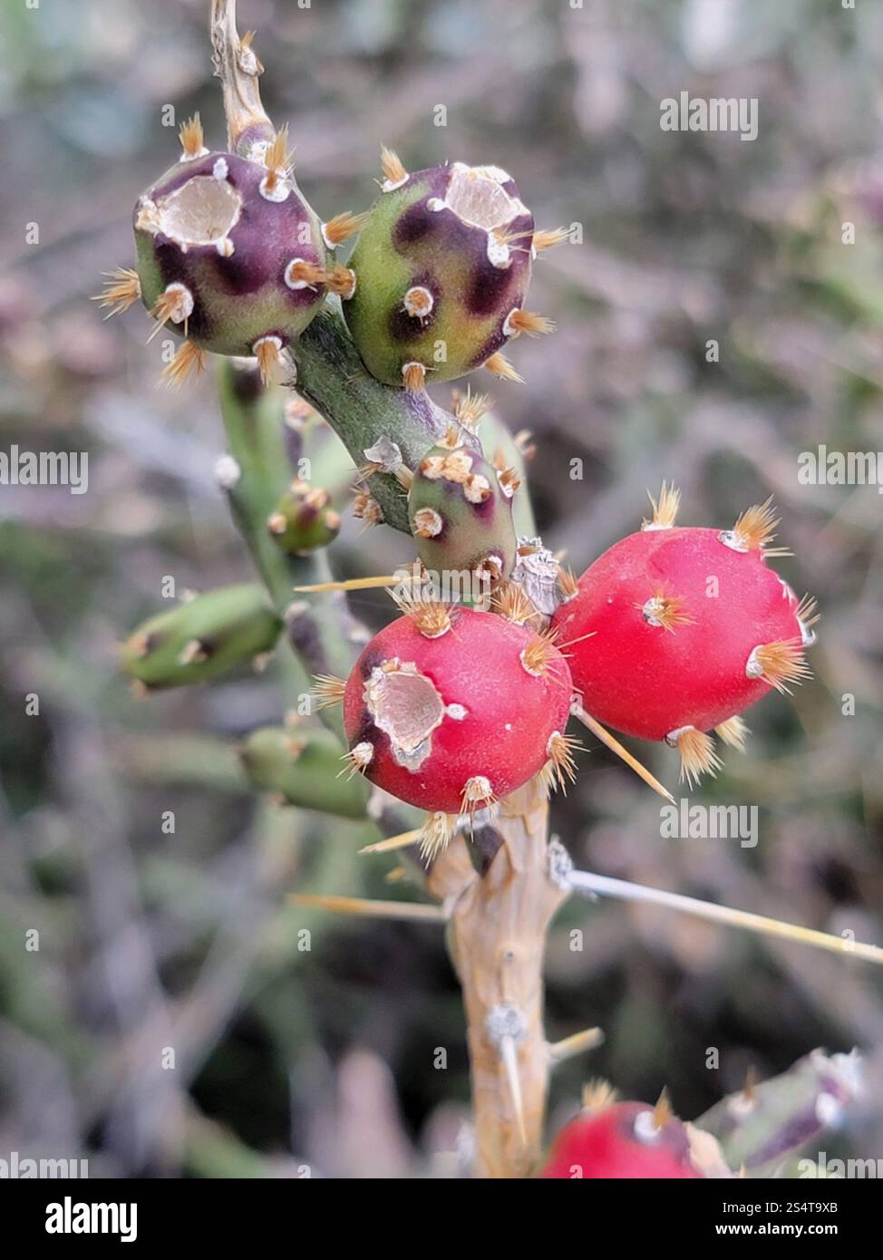 Christmas cholla (Cylindropuntia leptocaulis Stock Photo - Alamy
