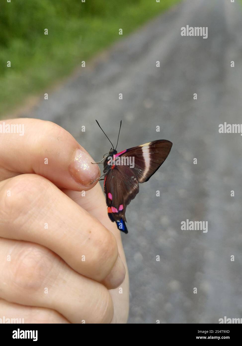 (Rhetus periander arthuriana Stock Photo - Alamy