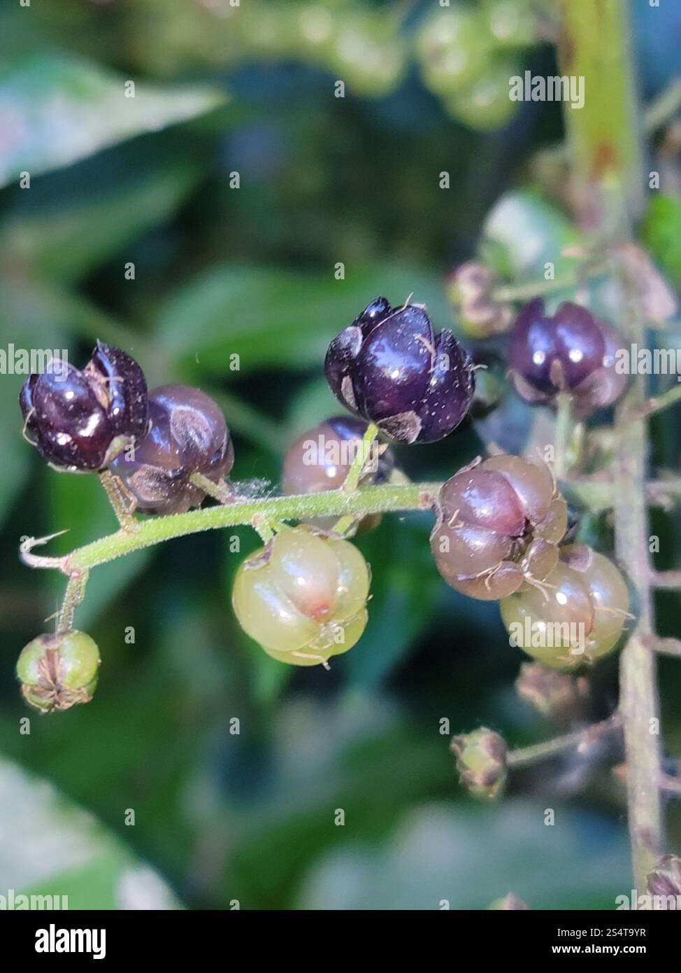 Tree Tutu (Coriaria arborea Stock Photo - Alamy