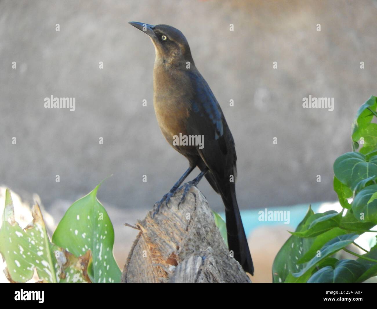 Great-tailed Grackle (Quiscalus mexicanus Stock Photo - Alamy