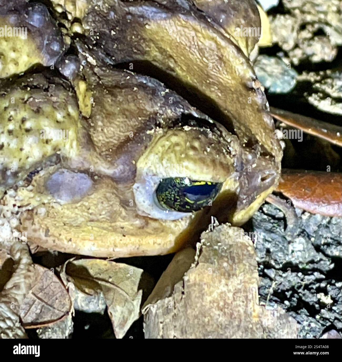 Western Giant Toad (Peltophryne fustiger Stock Photo - Alamy