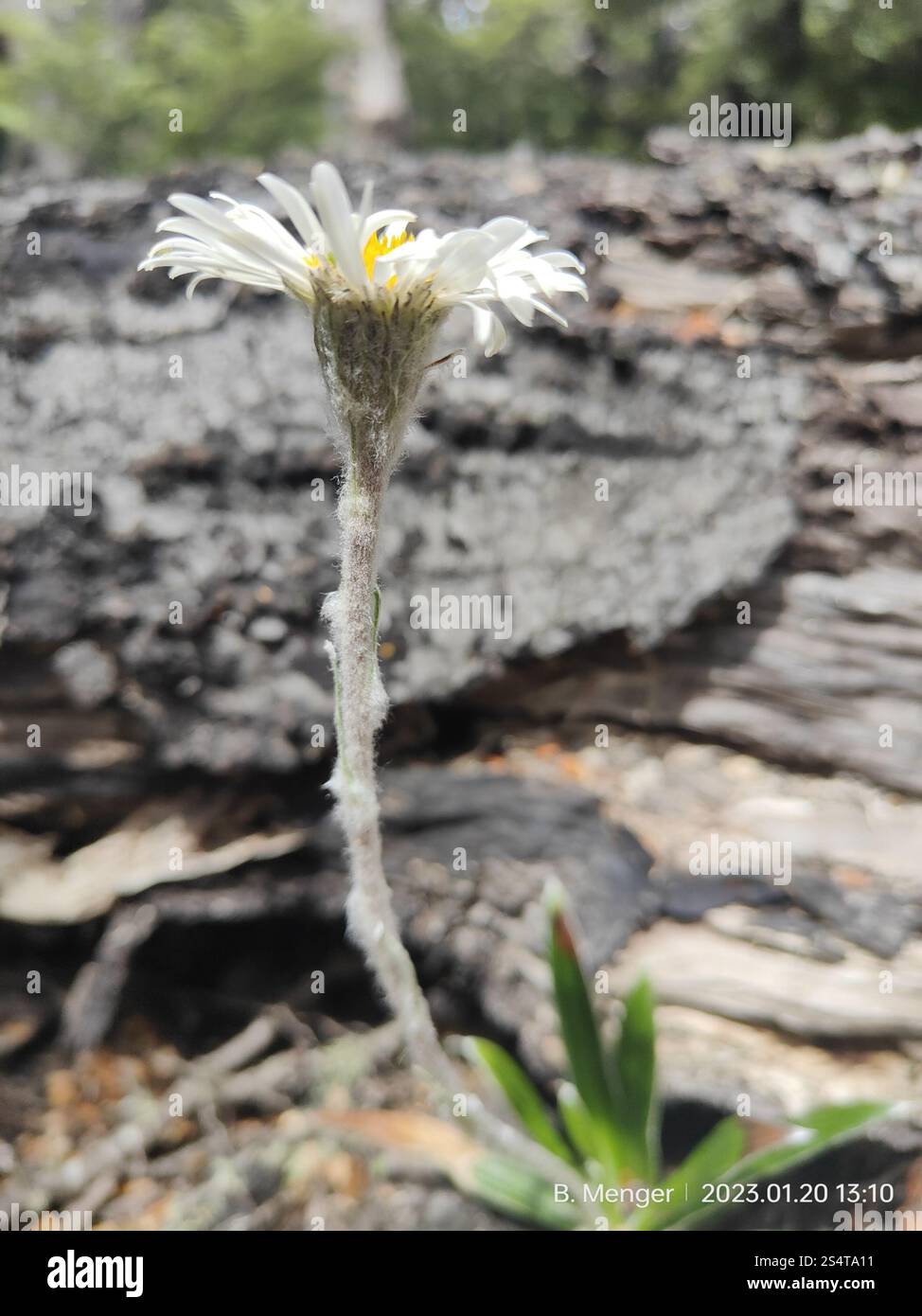 Common Mountain Daisy (Celmisia spectabilis spectabilis Stock Photo - Alamy