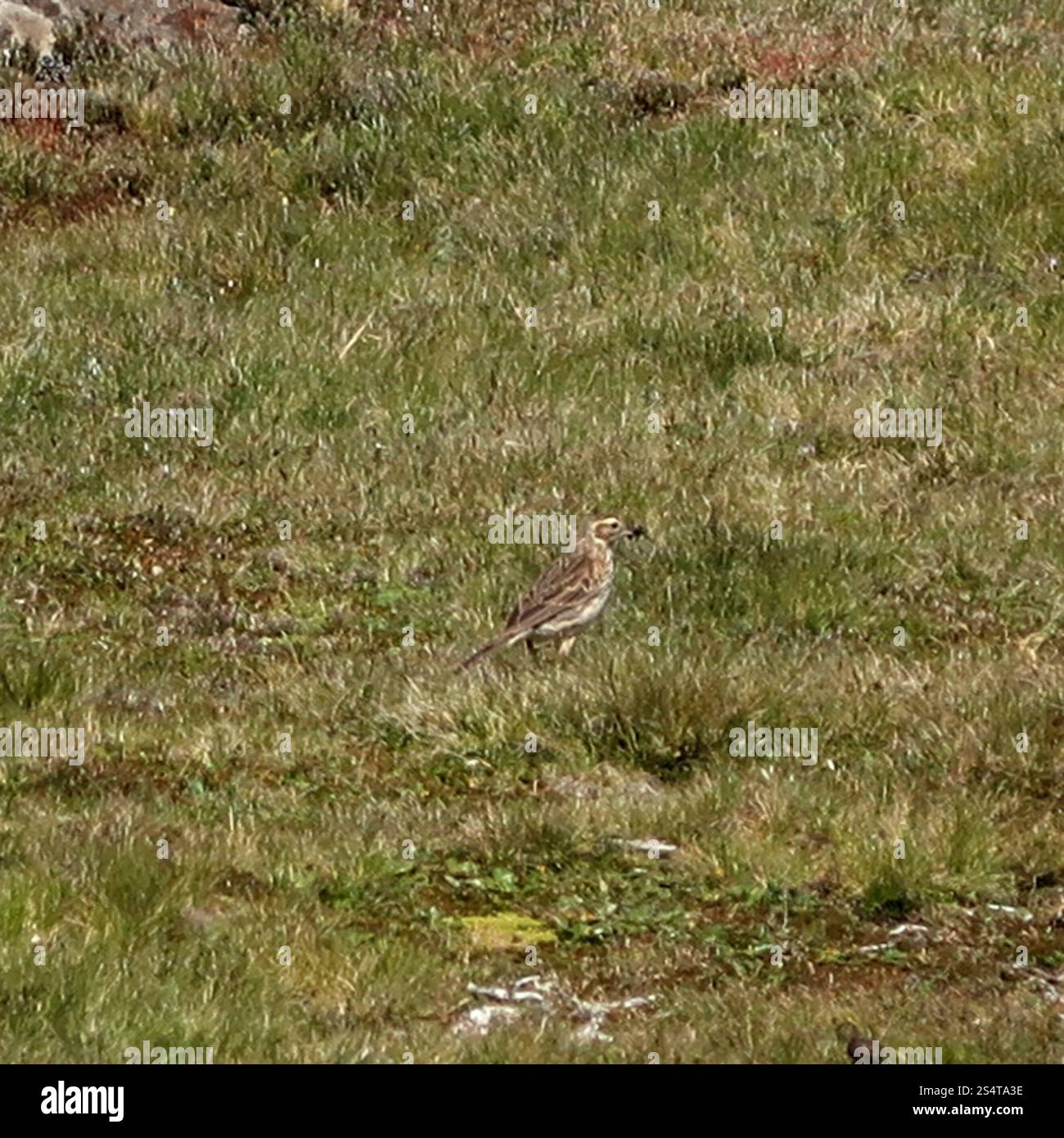Australian Pipit (Anthus australis Stock Photo - Alamy