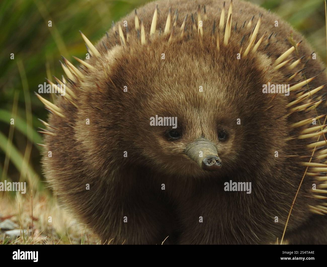 Tasmanian Echidna (Tachyglossus aculeatus setosus Stock Photo - Alamy