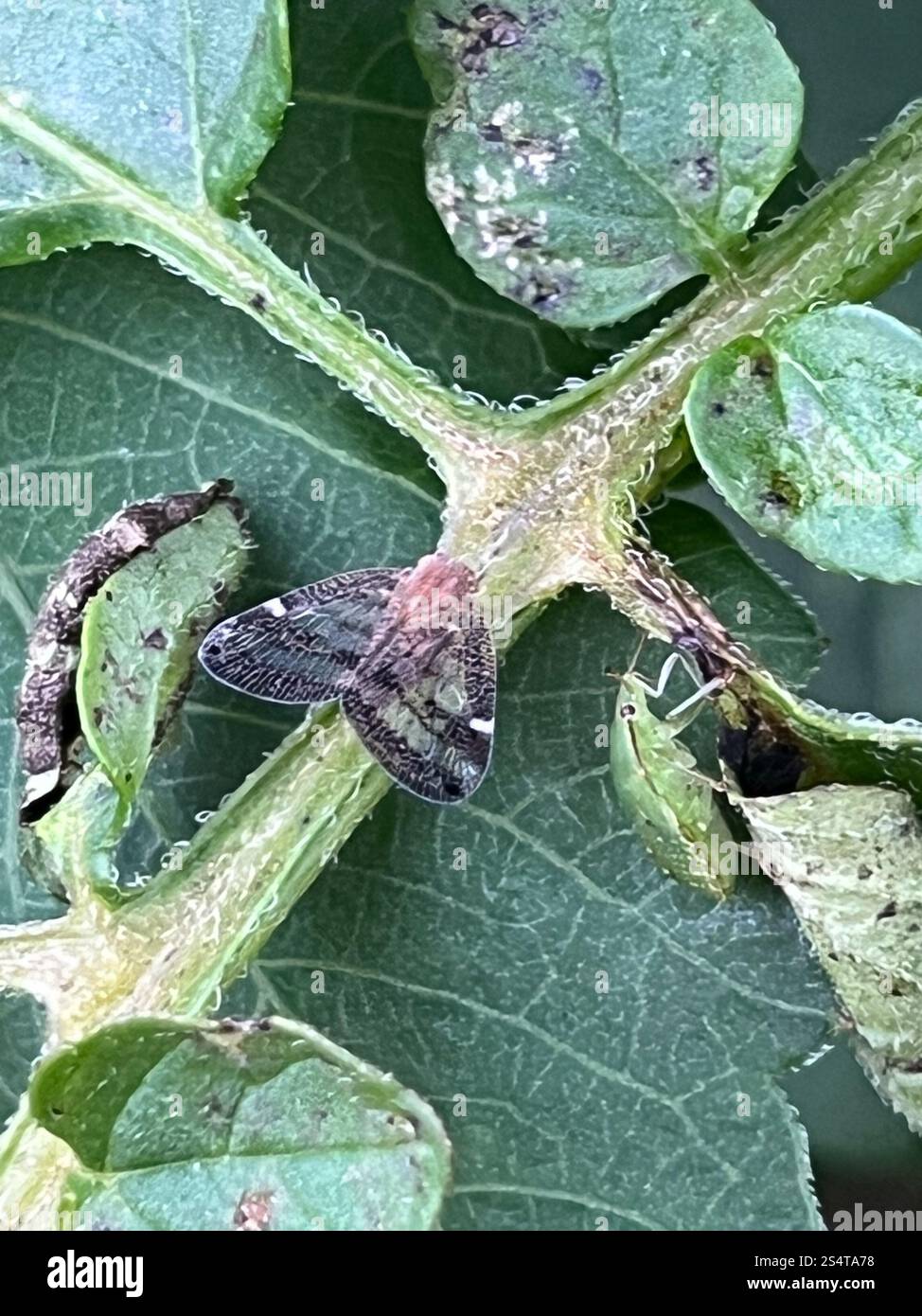 Passionvine hopper (Scolypopa australis Stock Photo - Alamy