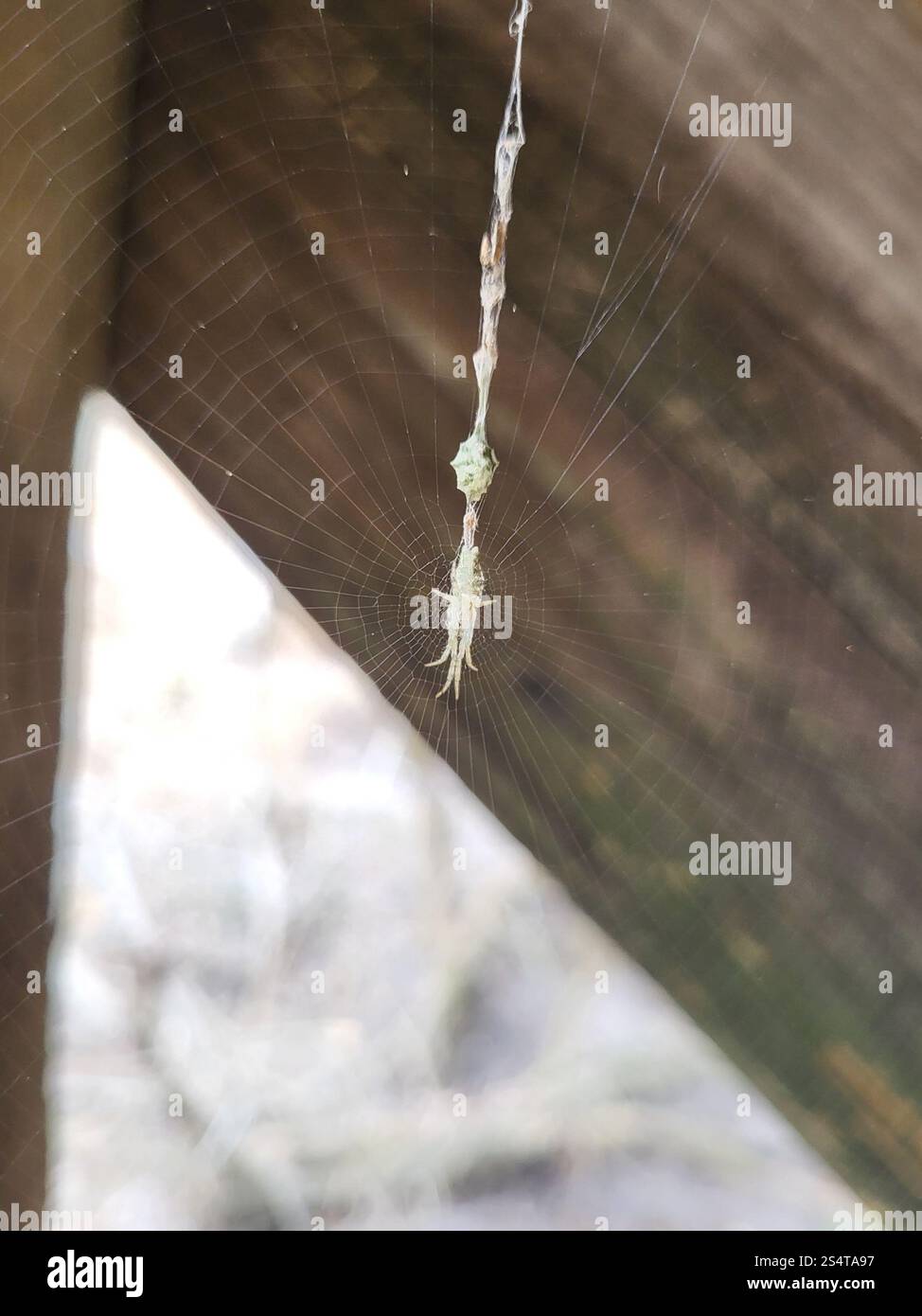 Bifurcate Trashline Orbweaver (Allocyclosa bifurca Stock Photo - Alamy