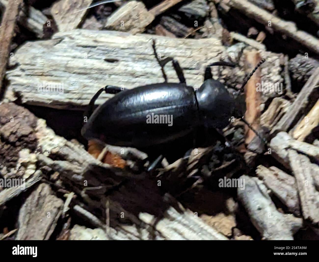 Desert Stink Beetles (Eleodes Stock Photo - Alamy