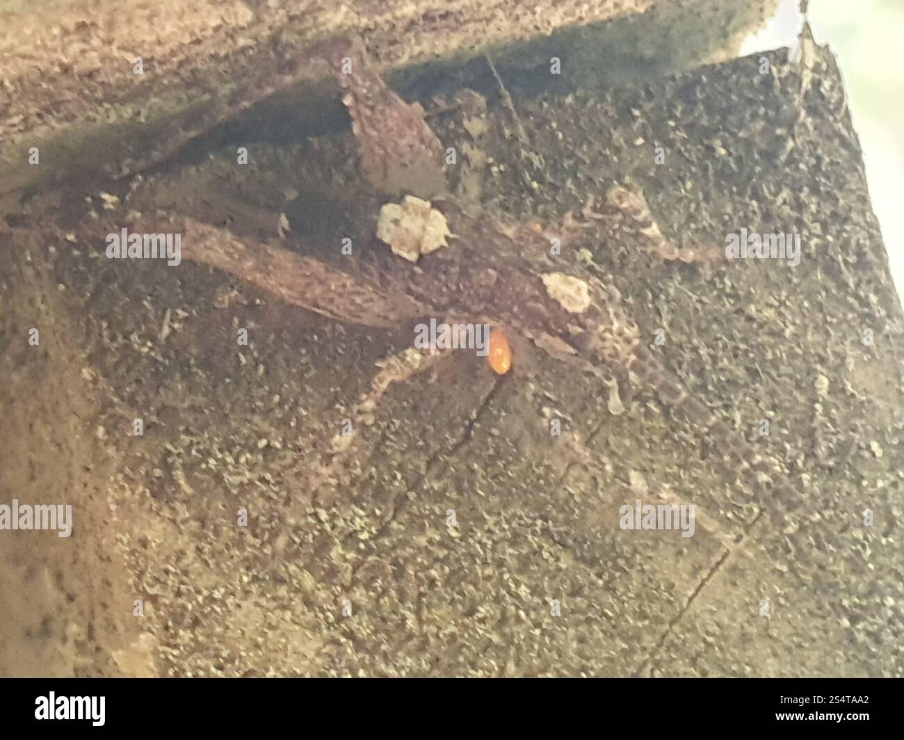 Camel Crickets, Cave Crickets, and Cave Wēta (Rhaphidophoridae Stock ...