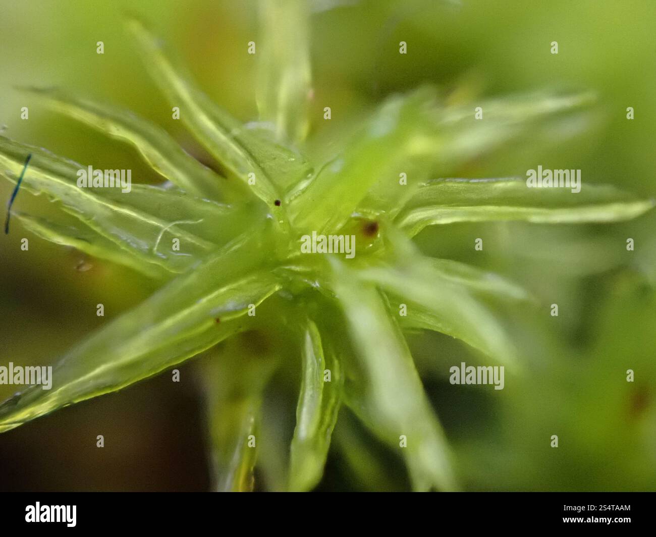 Wood Bristle-moss (Lewinskya affinis Stock Photo - Alamy