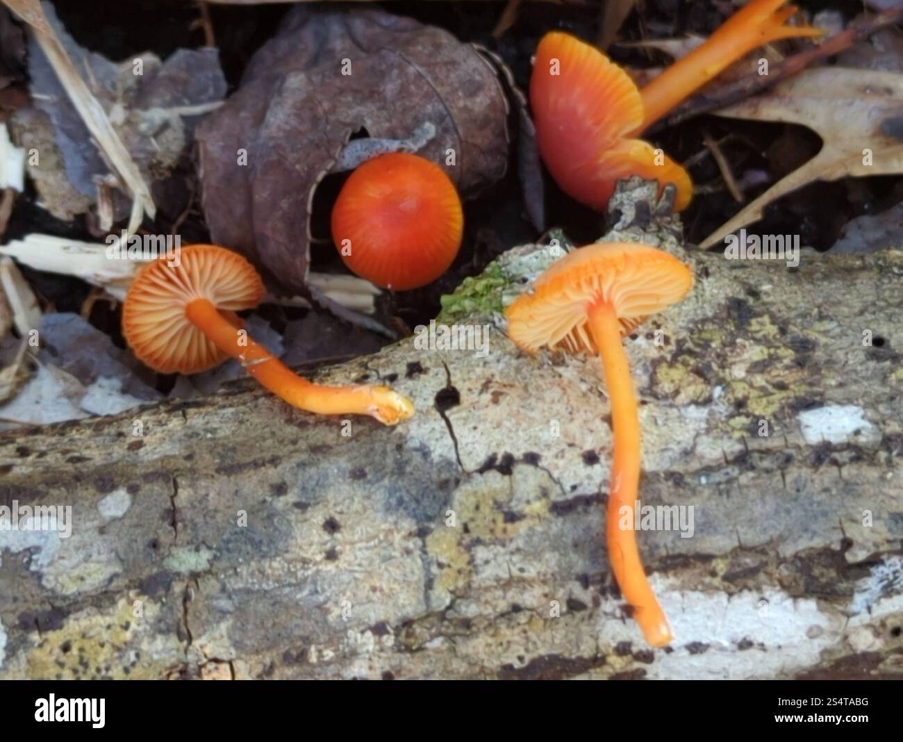 Scarlet Waxy Cap (Hygrocybe coccinea Stock Photo - Alamy