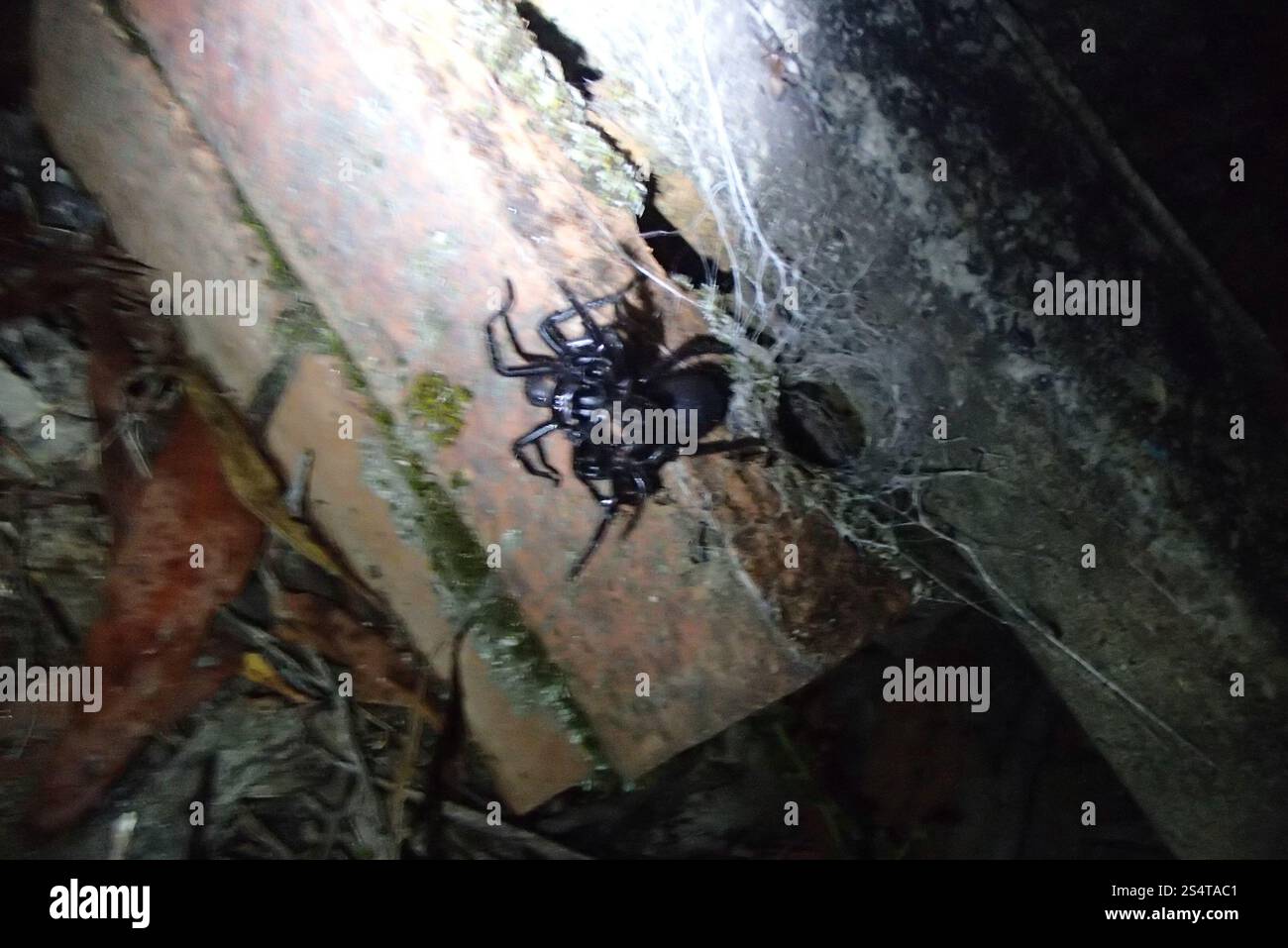 Blue Mountains Funnel-web Spider (Hadronyche versuta Stock Photo - Alamy