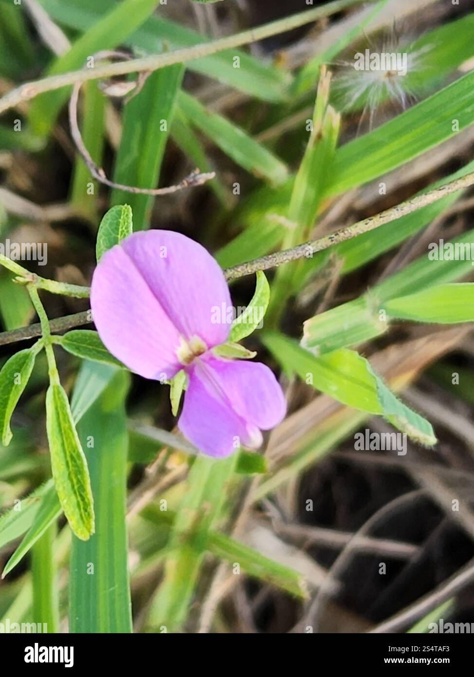 Rusty tick-trefoil (Desmodium rhytidophyllum Stock Photo - Alamy