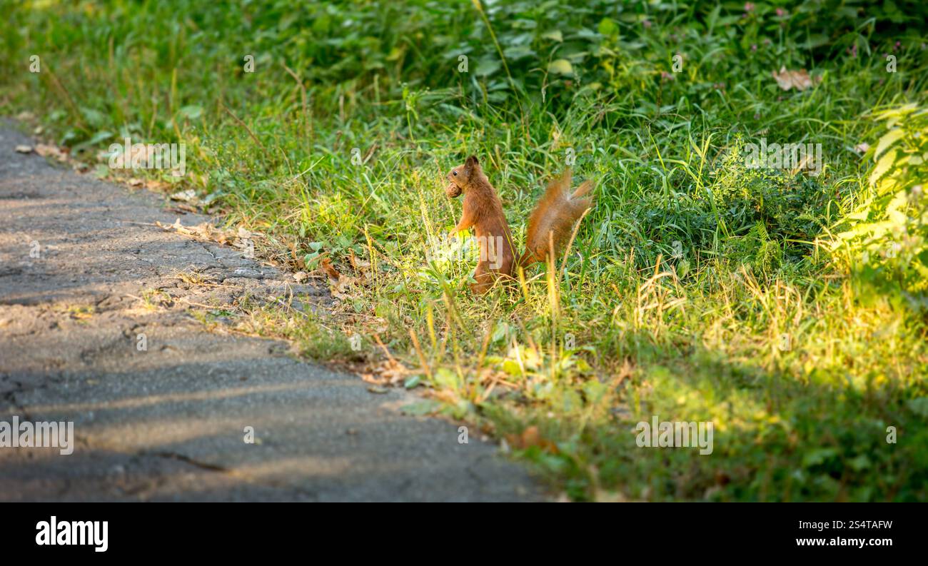 Beautiful red squirrel carrying nut standing up at high grass Stock ...