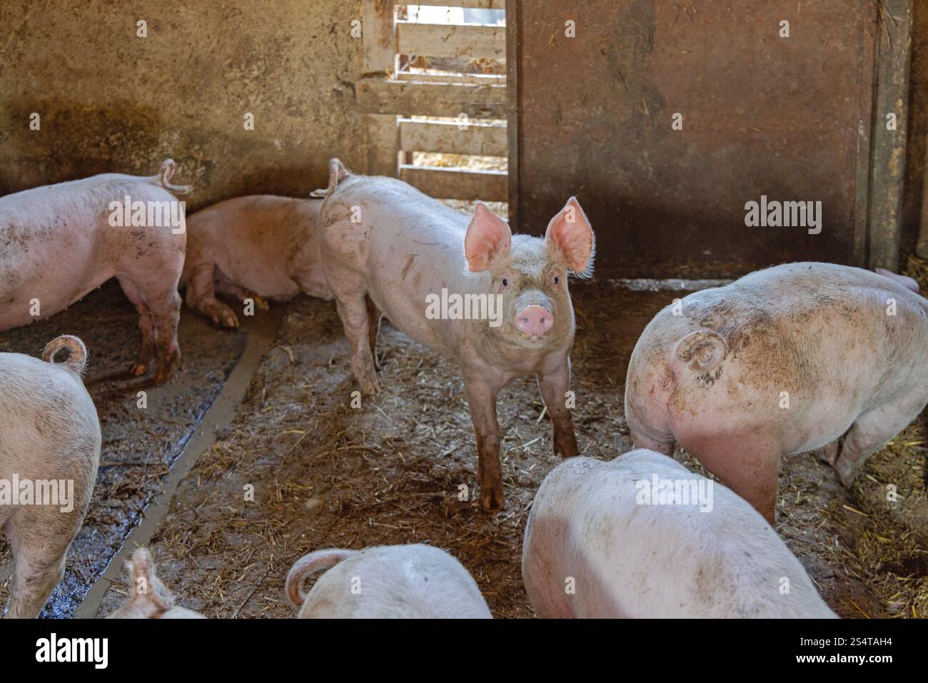 Herd of Dirty Pigs in Sty Structure Small Domestic Farm Stock Photo - Alamy