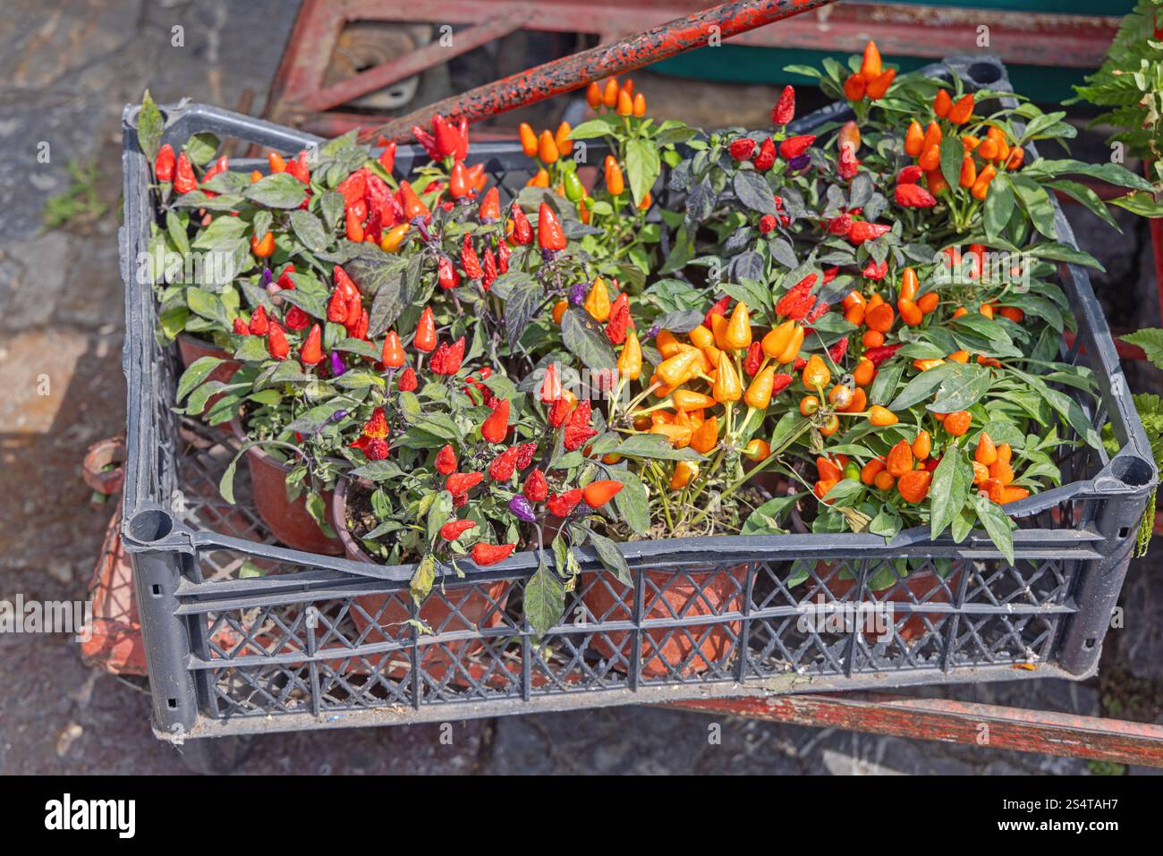 Many Potted Colourful Chili Peppers Edible Plants in Crate Stock Photo ...