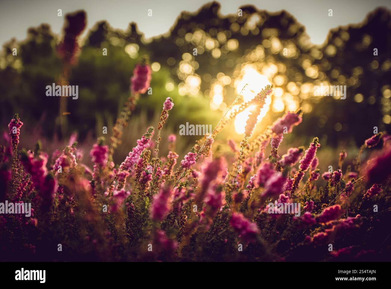Lavender field sunset landscape hi-res stock photography and images - Alamy