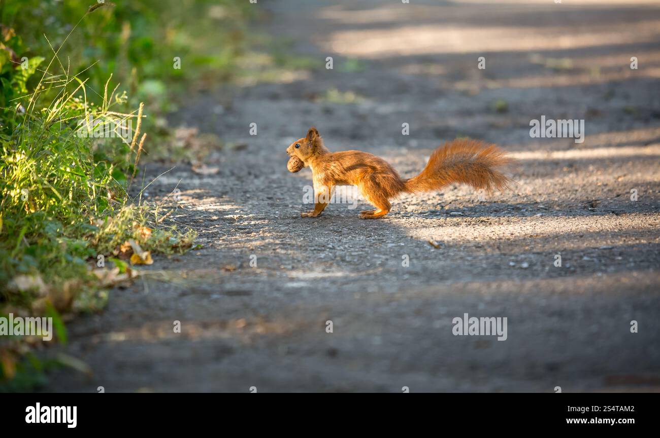 Beautiful red squirrel running on road and carrying nut Stock Photo - Alamy