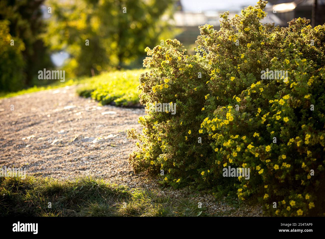 Green foliage closeup view hi-res stock photography and images - Alamy