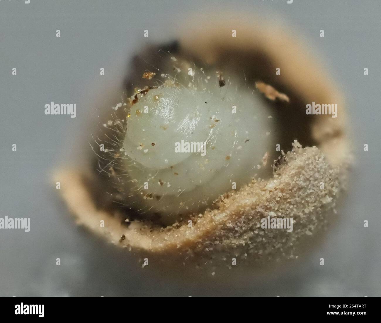 Chalcidoid Wasps (Chalcidoidea Stock Photo - Alamy