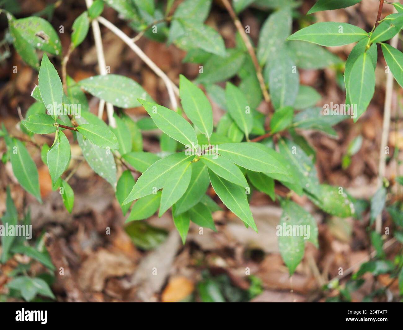 Chinese Hydrangea (Hydrangea chinensis Stock Photo - Alamy