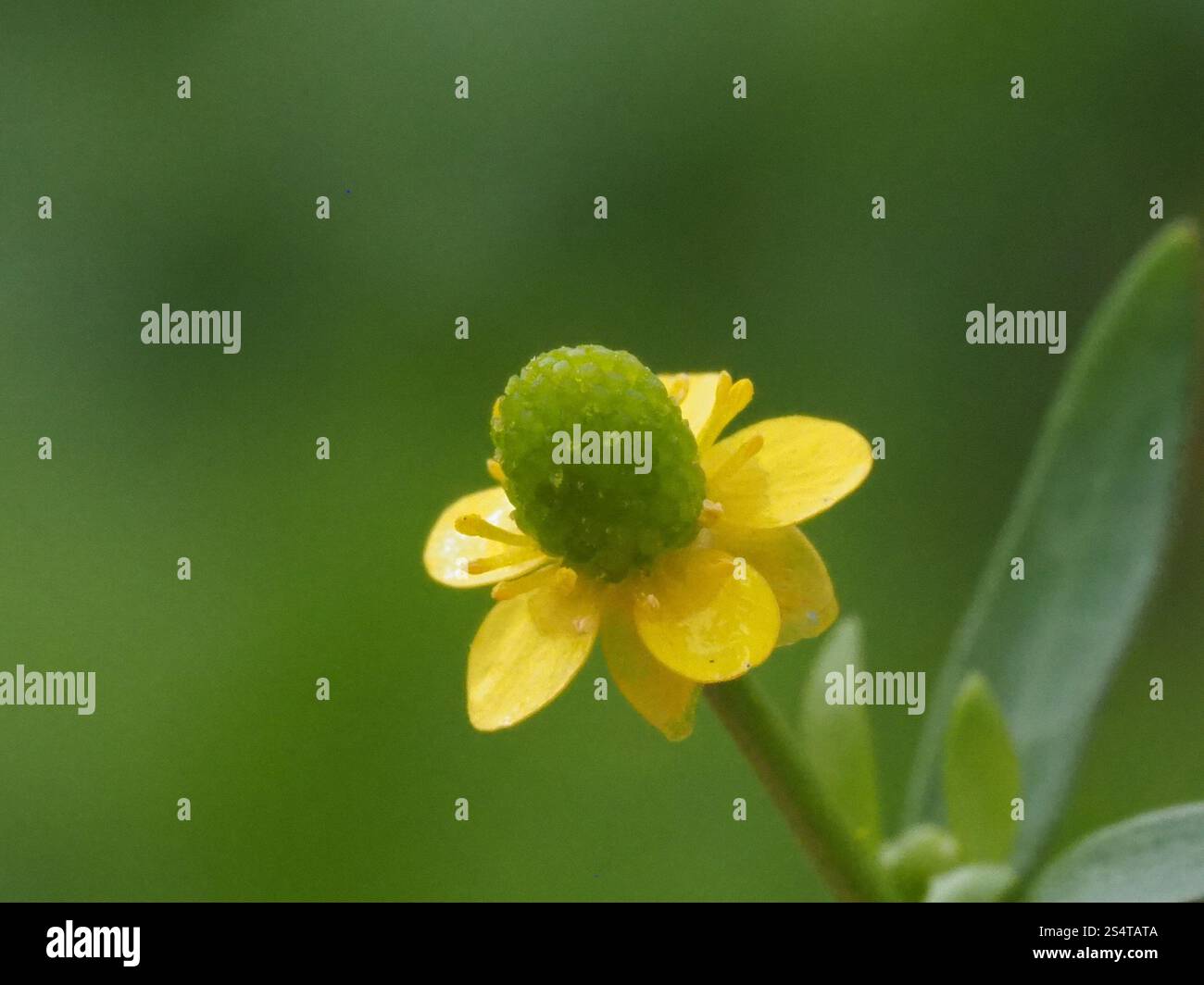 cursed crowfoot (Ranunculus sceleratus Stock Photo - Alamy