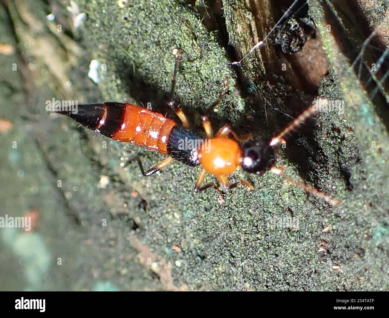 Whiplash Beetles (Paederus Stock Photo - Alamy