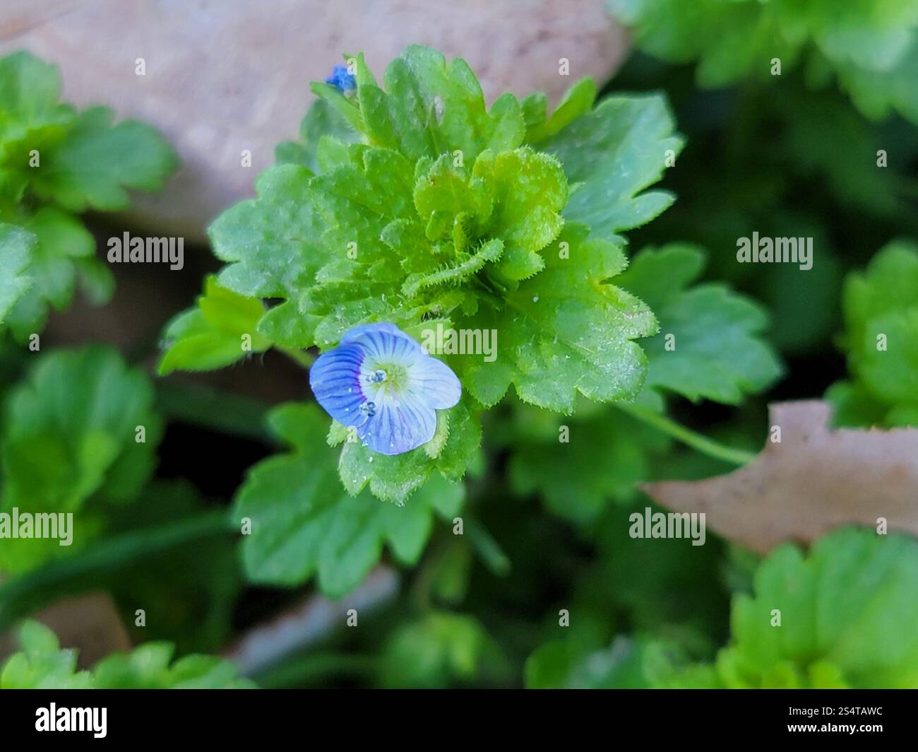 bird's-eye speedwell (Veronica persica Stock Photo - Alamy