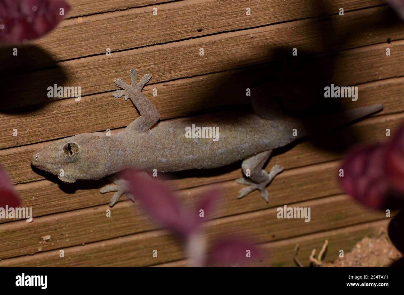 Asian House Gecko (Hemidactylus frenatus Stock Photo - Alamy