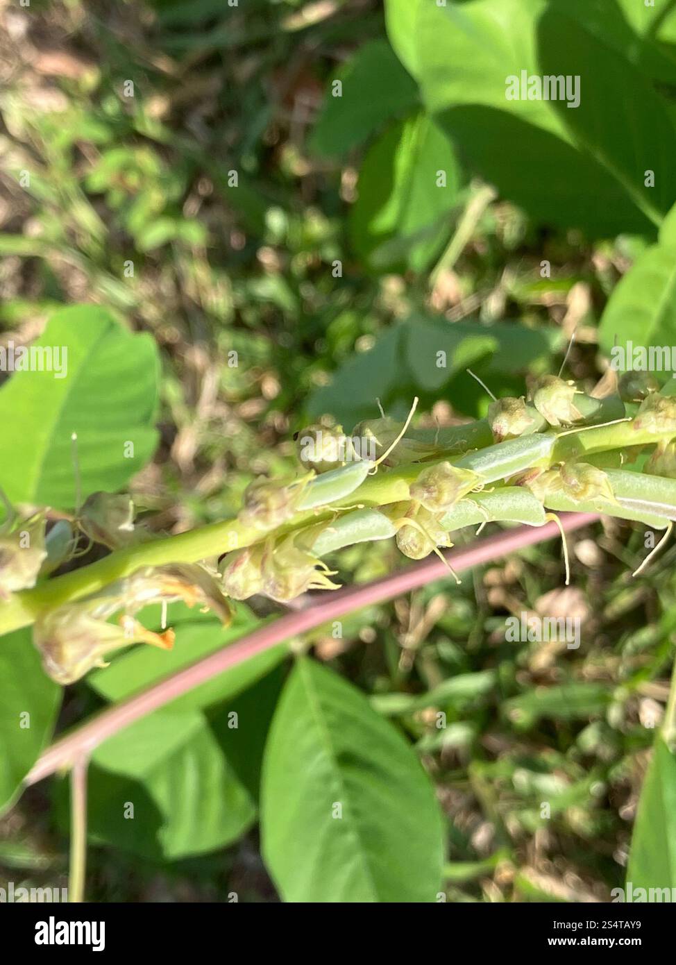 Streaked Rattlepod (Crotalaria pallida Stock Photo - Alamy