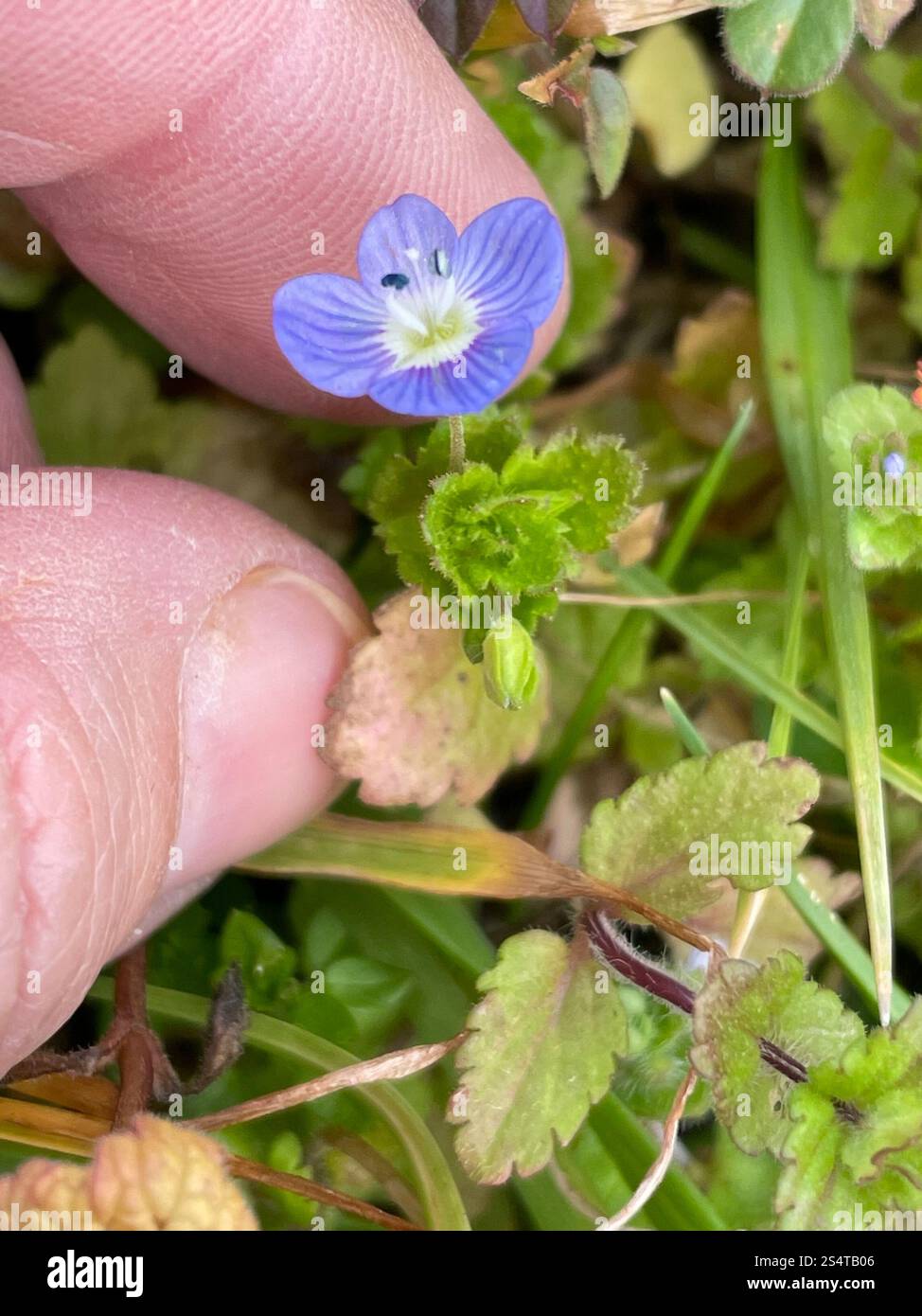 bird's-eye speedwell (Veronica persica Stock Photo - Alamy