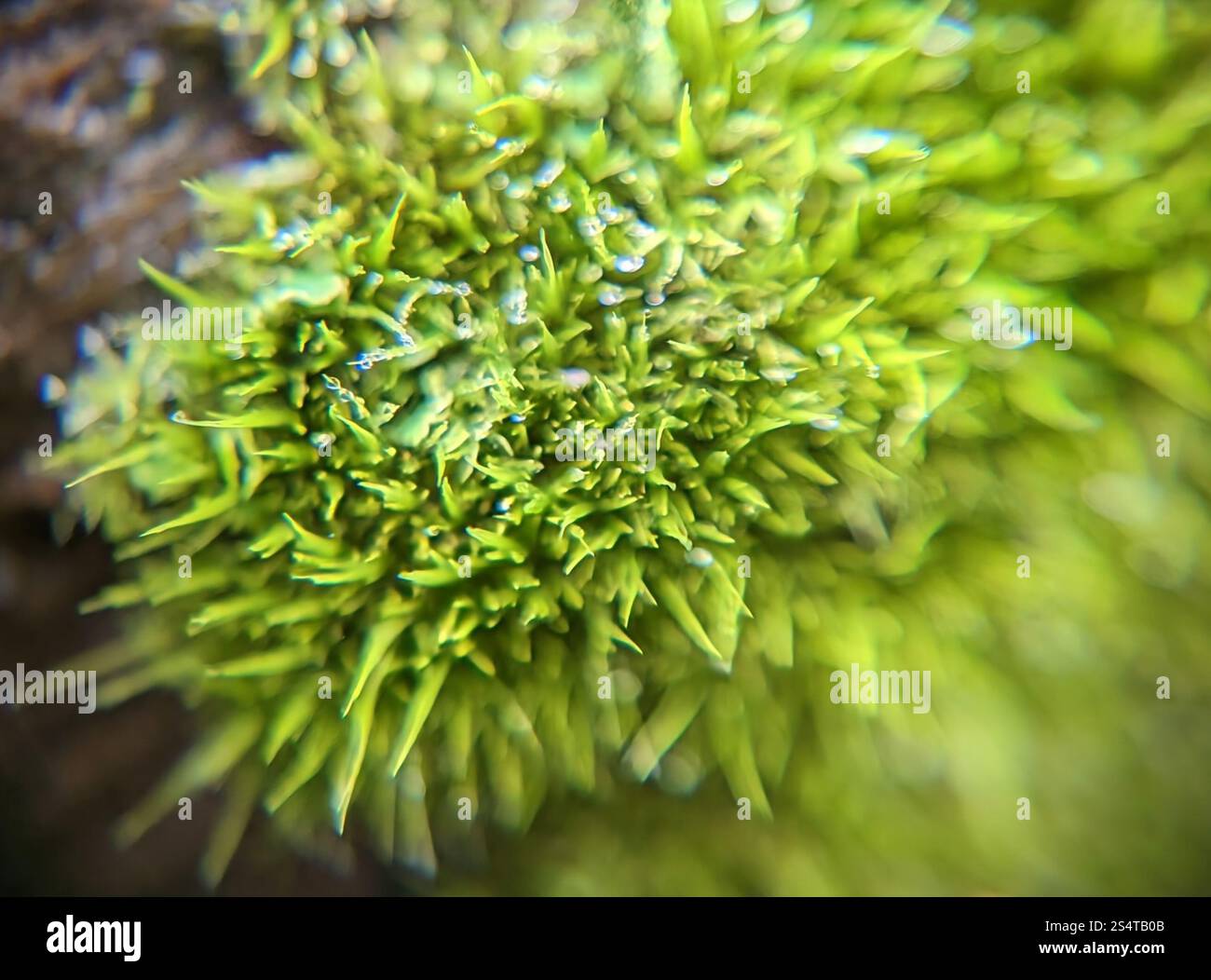 Fragile Fork-moss (Dicranum tauricum Stock Photo - Alamy