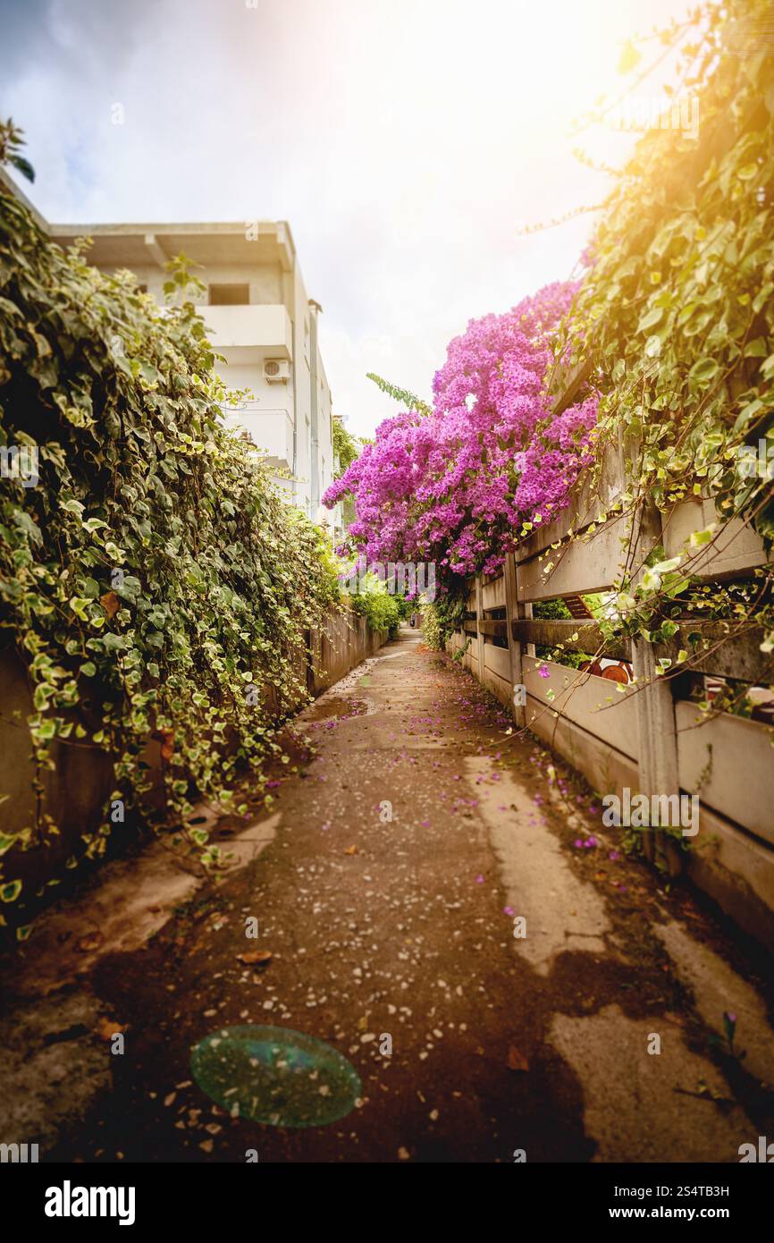 Beautiful road at old city grown with flowers of Bougainvillea Stock ...