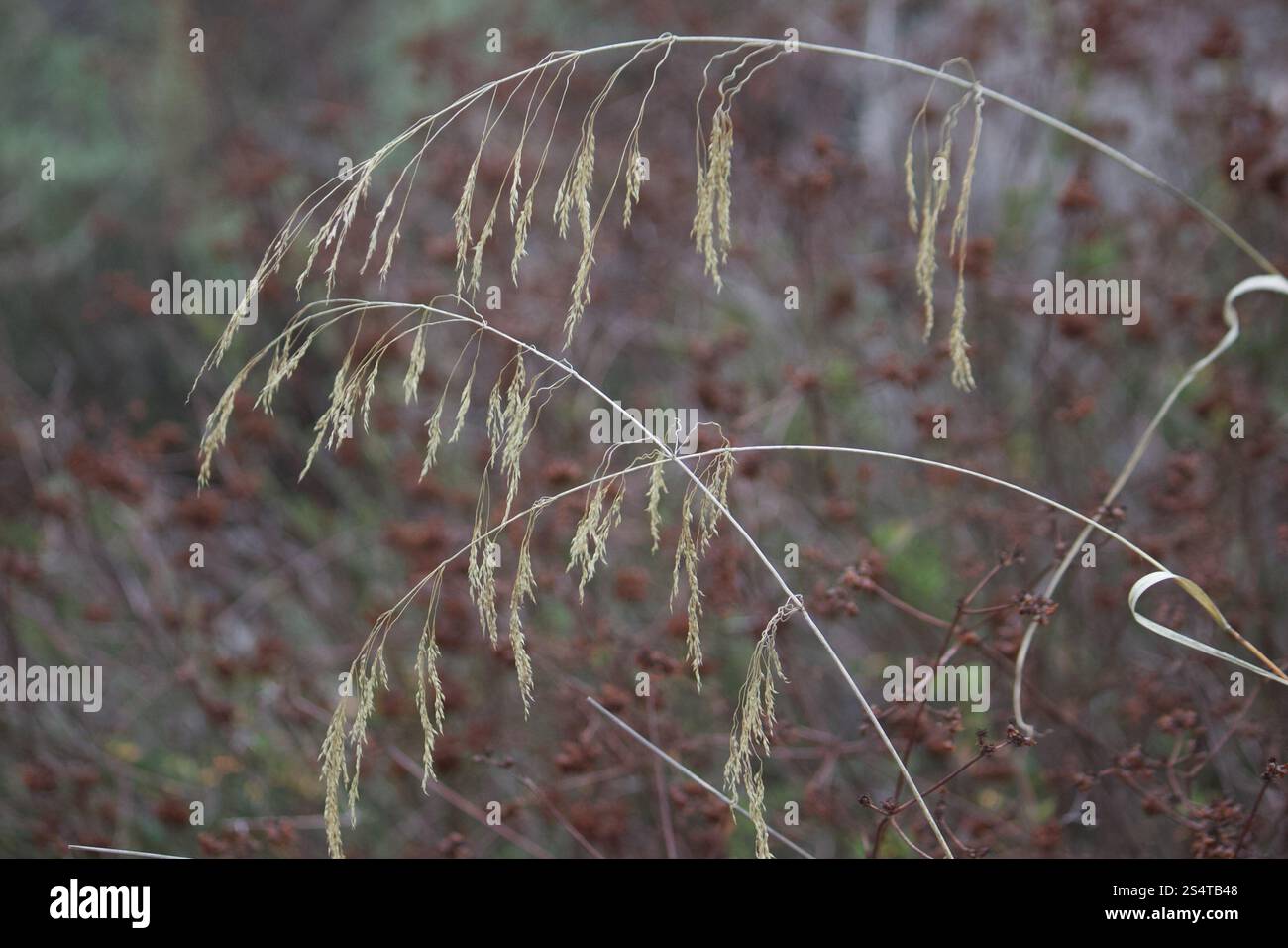 Smilo Grass (Oloptum miliaceum Stock Photo - Alamy