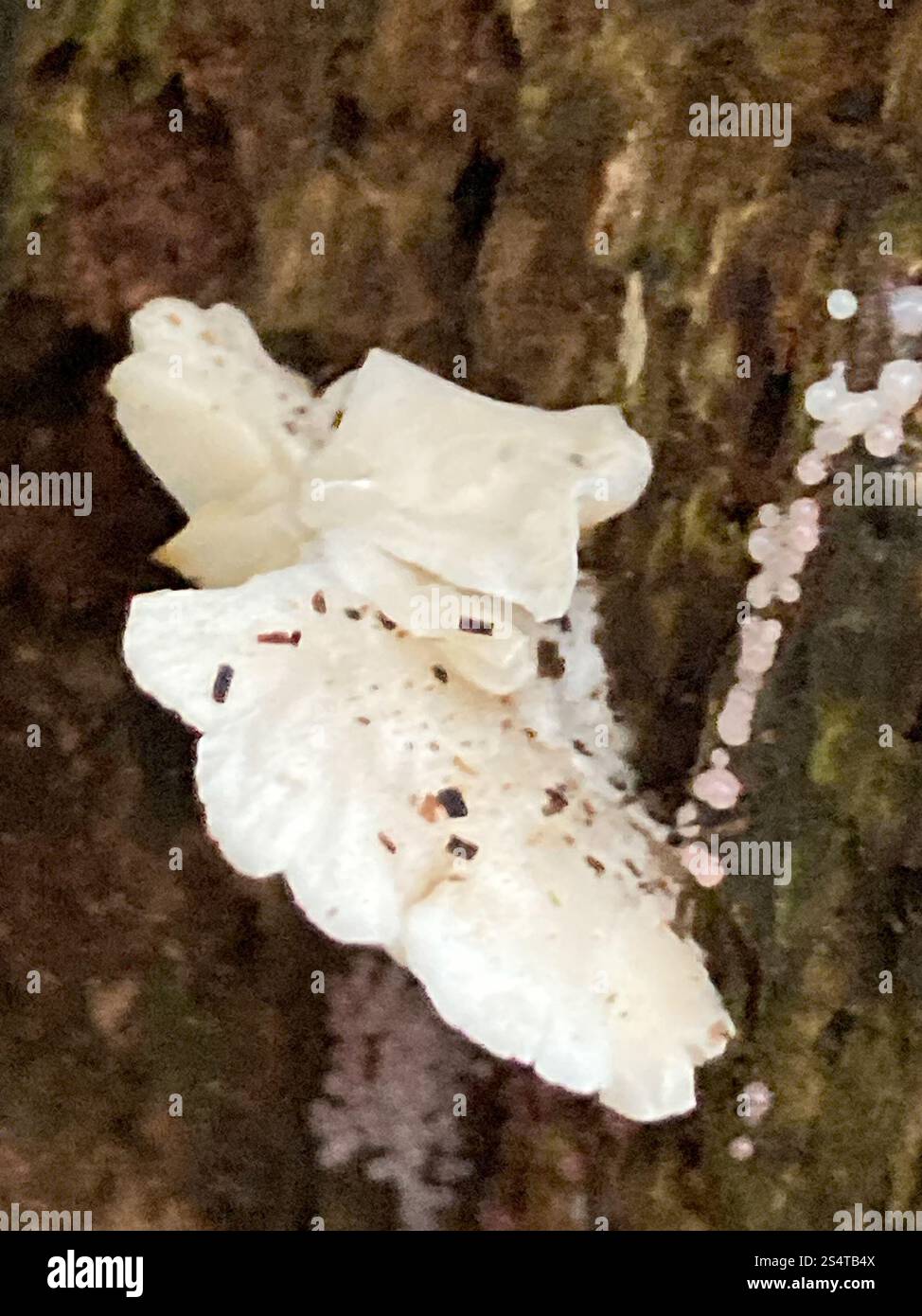 Variable Oysterling (Crepidotus variabilis Stock Photo - Alamy