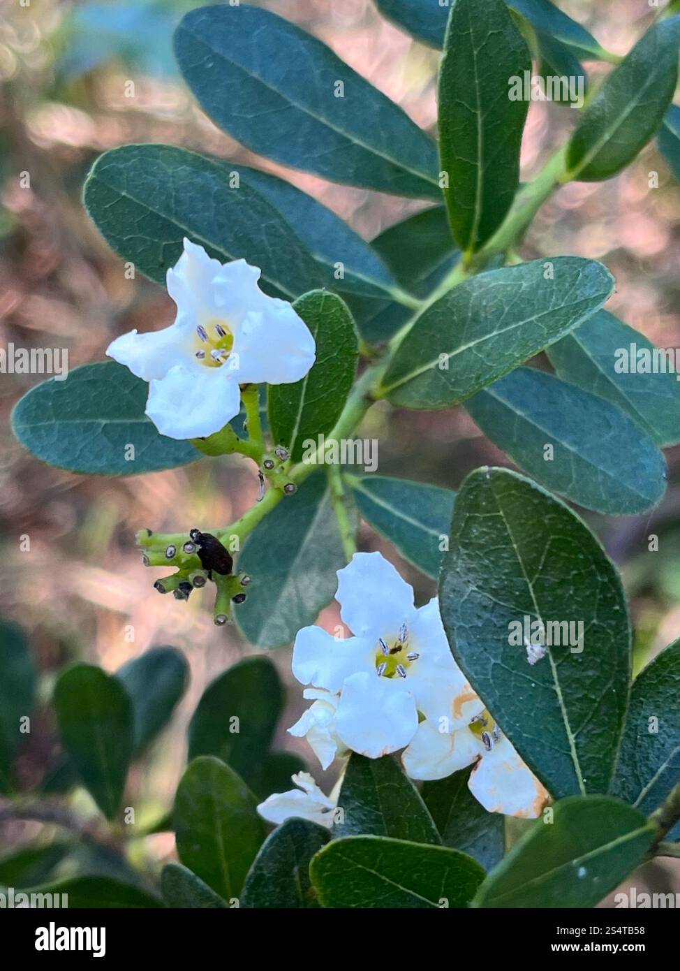 Little Strongbark (Bourreria havanensis Stock Photo - Alamy